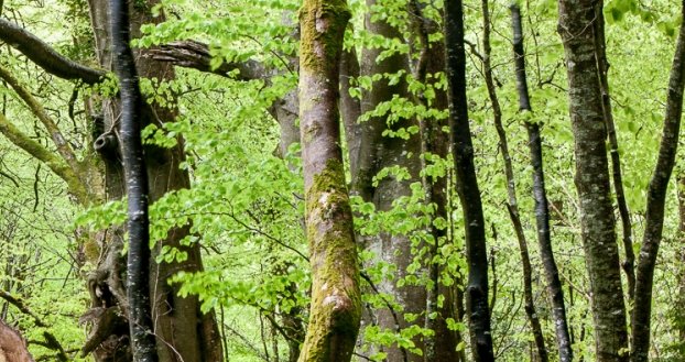 Peace Forest Project: Biodiversity Center – Forest Friends Ireland